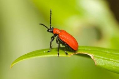 Barham & District Horticultural Society - Features - Lilly Beetles